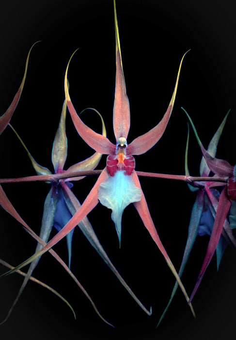 Ultra Violet Spider Orchid, 2024, digital photograph, 22 x 17 in. / 55 ...