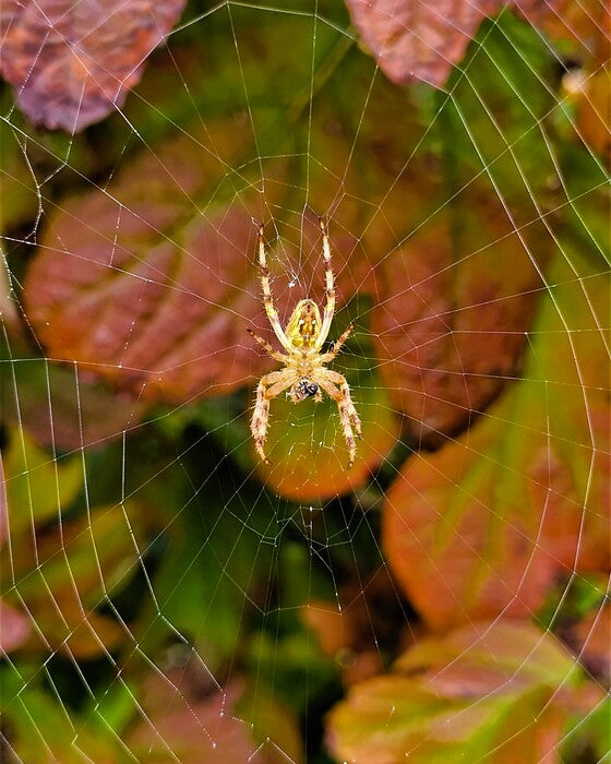 Nature - Tuscan Engineer, 2022, photography, 8 x 10 in. / 20.32 x 25.4 ...