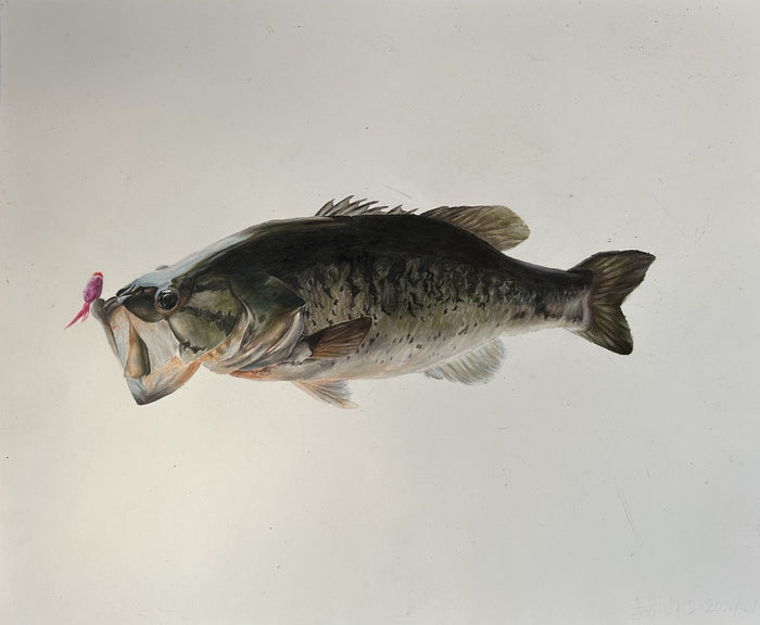 Largemouth Bass, 2020, colored pencils, 14 x 17 in. / 35.56 x 43.18 cm ...